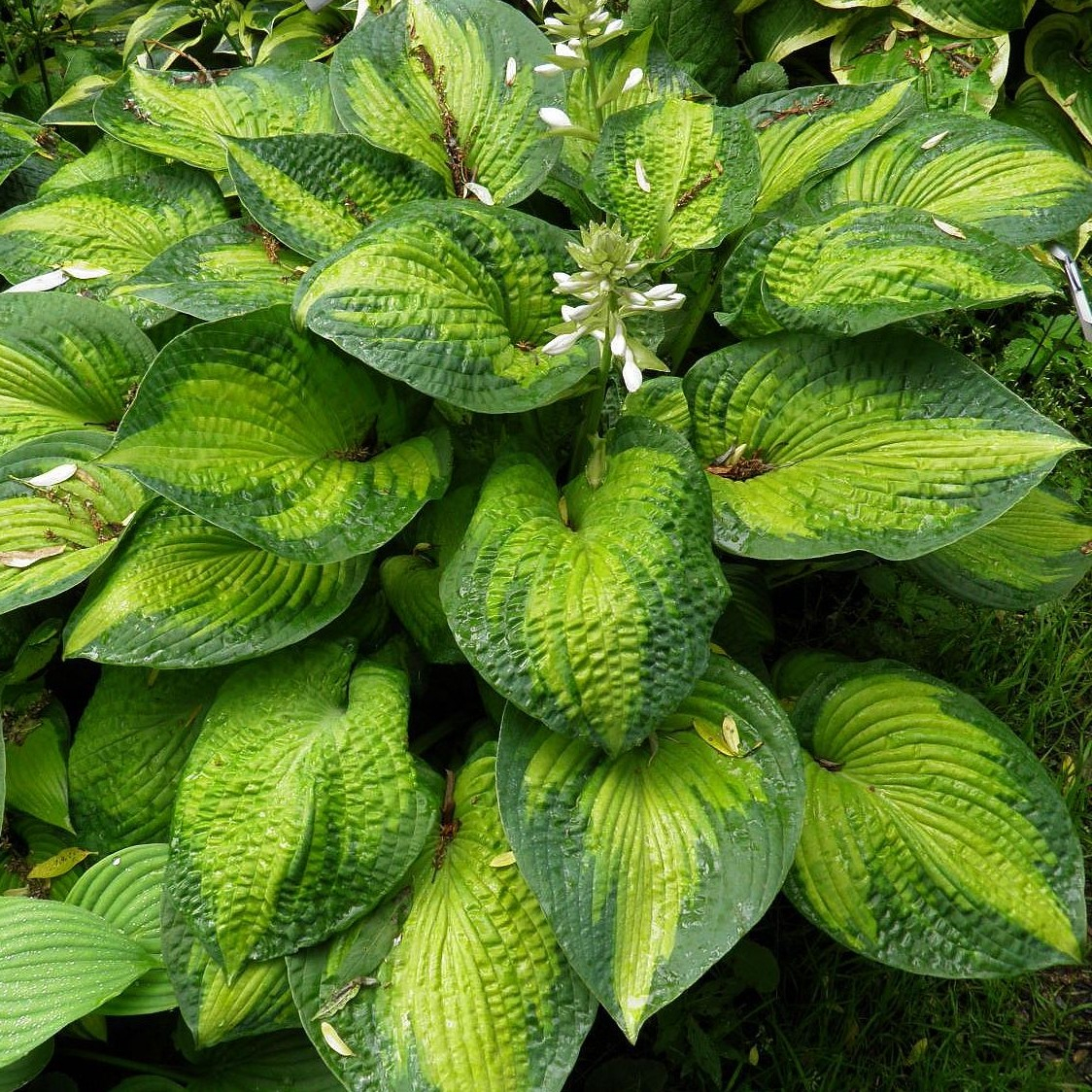 Hosta - Staudemarken