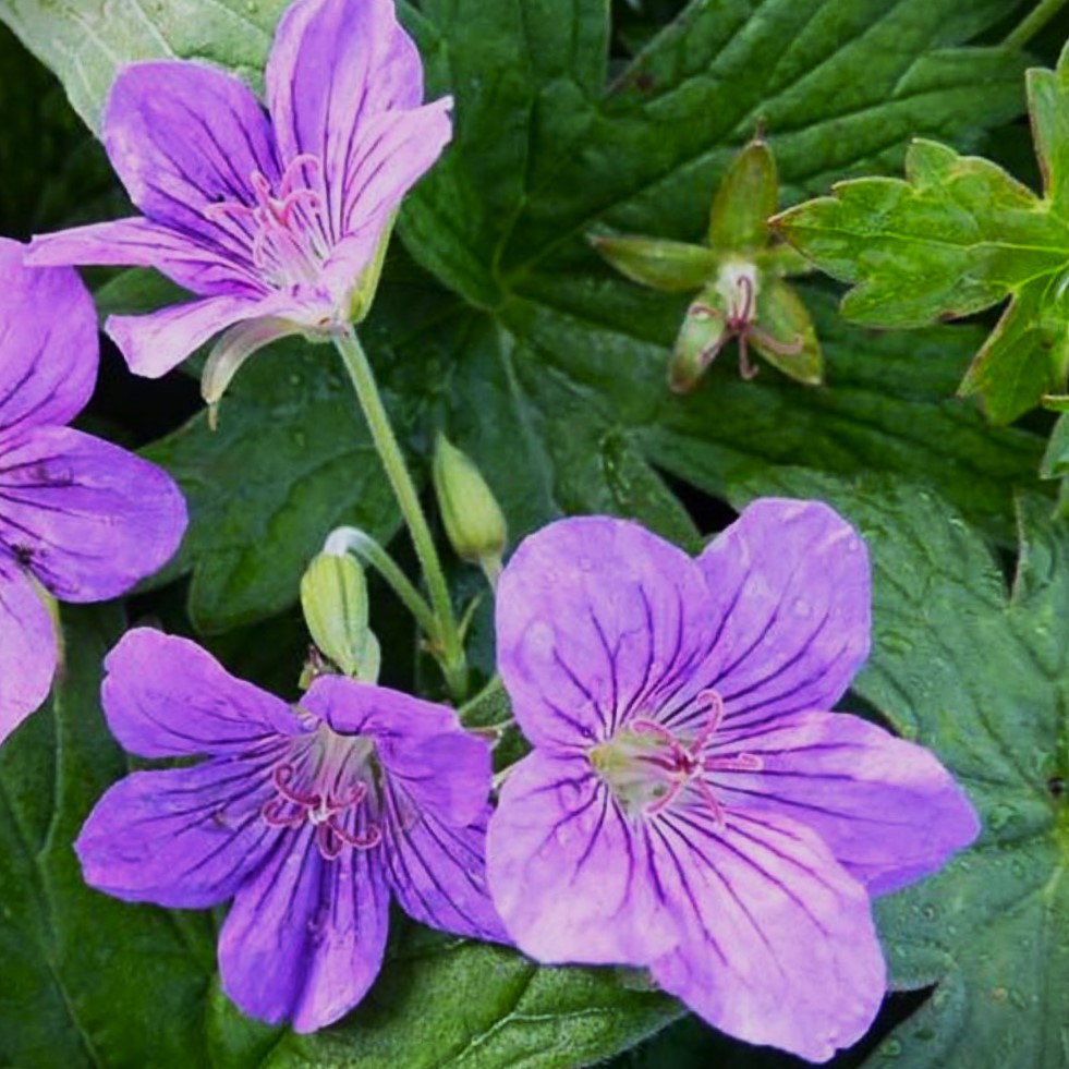 Storkenæb | Geranium wlassovianum Type Crug Farm