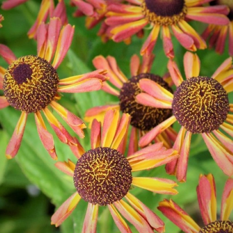 Solbrud | Helenium hybrida Loysder Wieck | køb billigt her