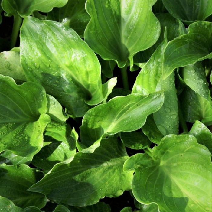 Funkia | Hosta Invincible | Staudemarken | stort udvalg