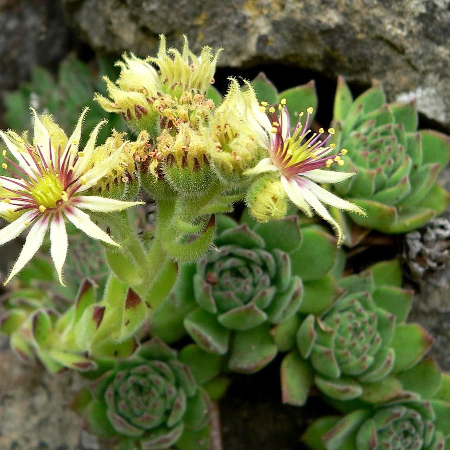 Husløg | Sempervivum grandiflorum | stort udvalg | køb