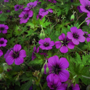 Storkenæb - Staudemarken