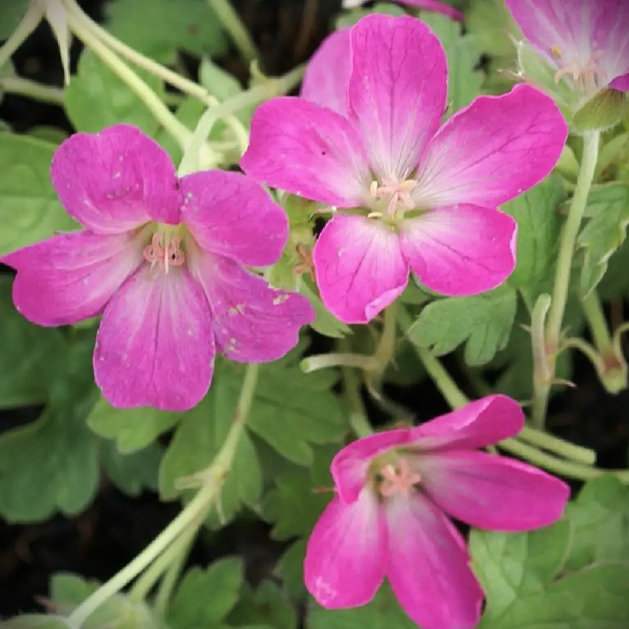 Storkenæb | Geranium Starman | køb her