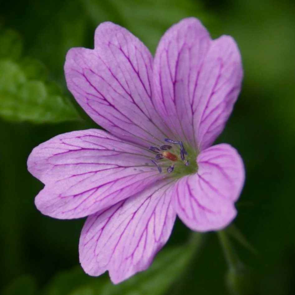 Storkenæb | Geranium oxonianum Lady Moore | stort udvalg