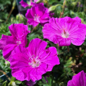 Storkenæb - Staudemarken