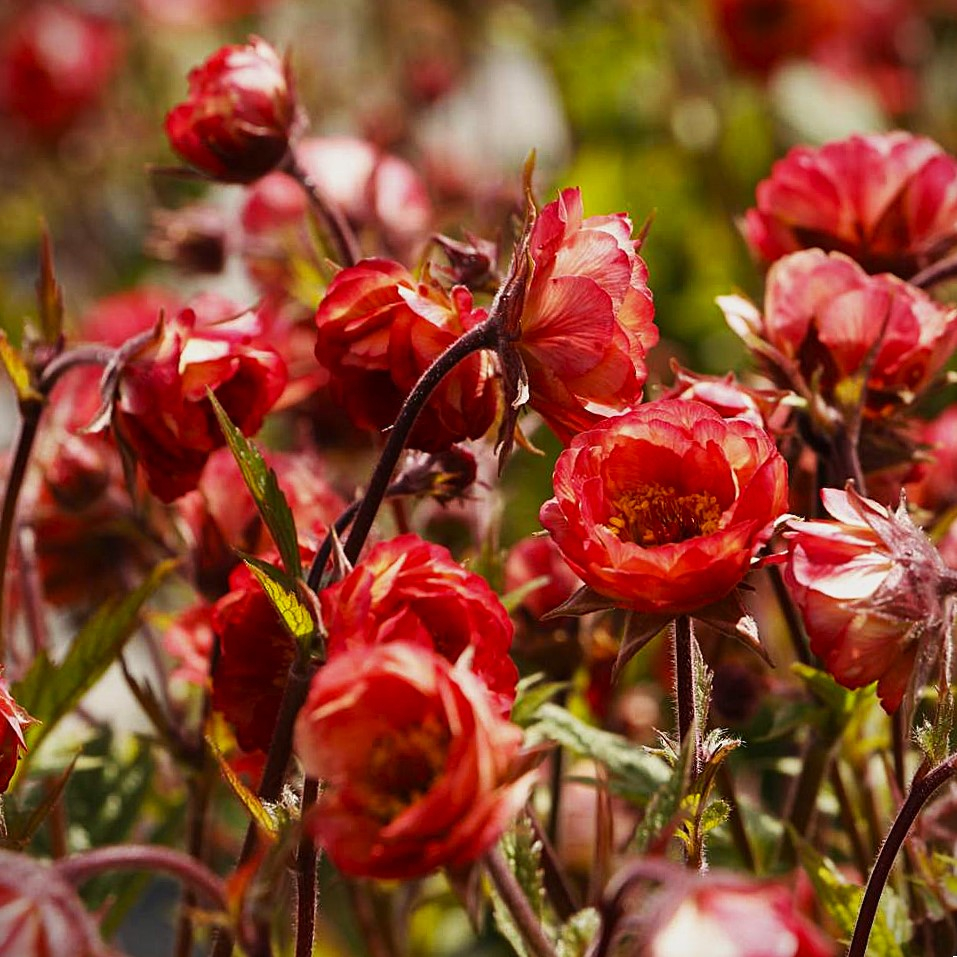 Nellikerod | Geum hybrida Tempo Coral | Stort udvalg