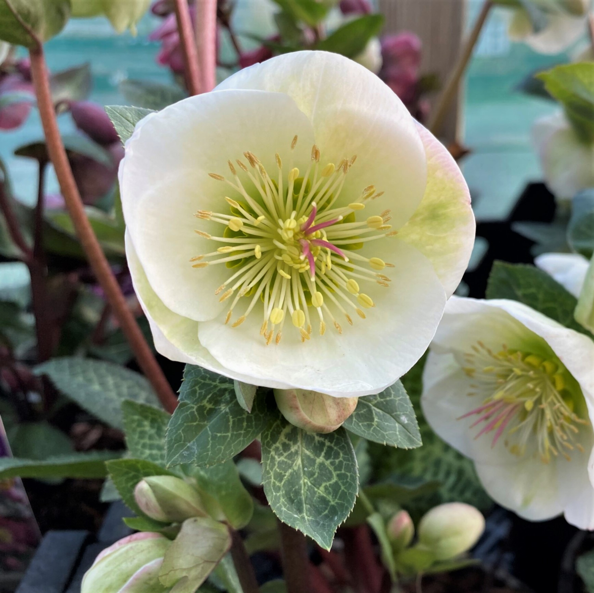 Julerose | Helleborus niger Frostkiss Moondance | stauder