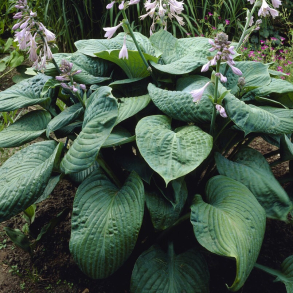 Hosta - Staudemarken