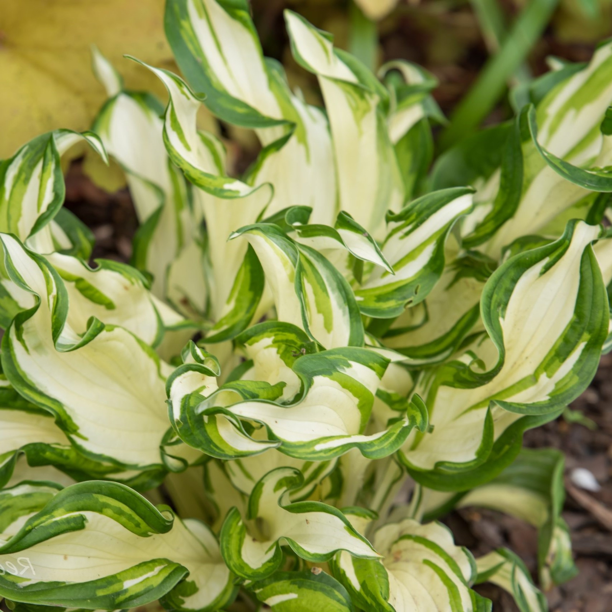 Funkia | Hosta Kiwi Spearmint | stort udvalg | køb her