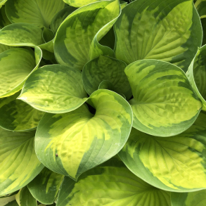 Hosta - Staudemarken