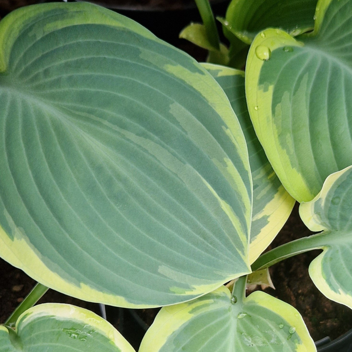 Funkia | Hosta Robert Frost | Staudemarken | bunddække