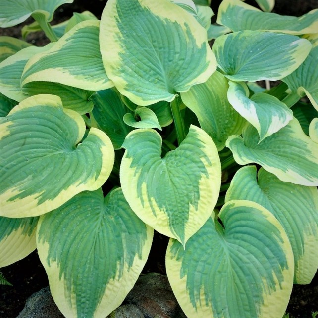 Funkia | Hosta Robert Frost | Staudemarken | bunddække