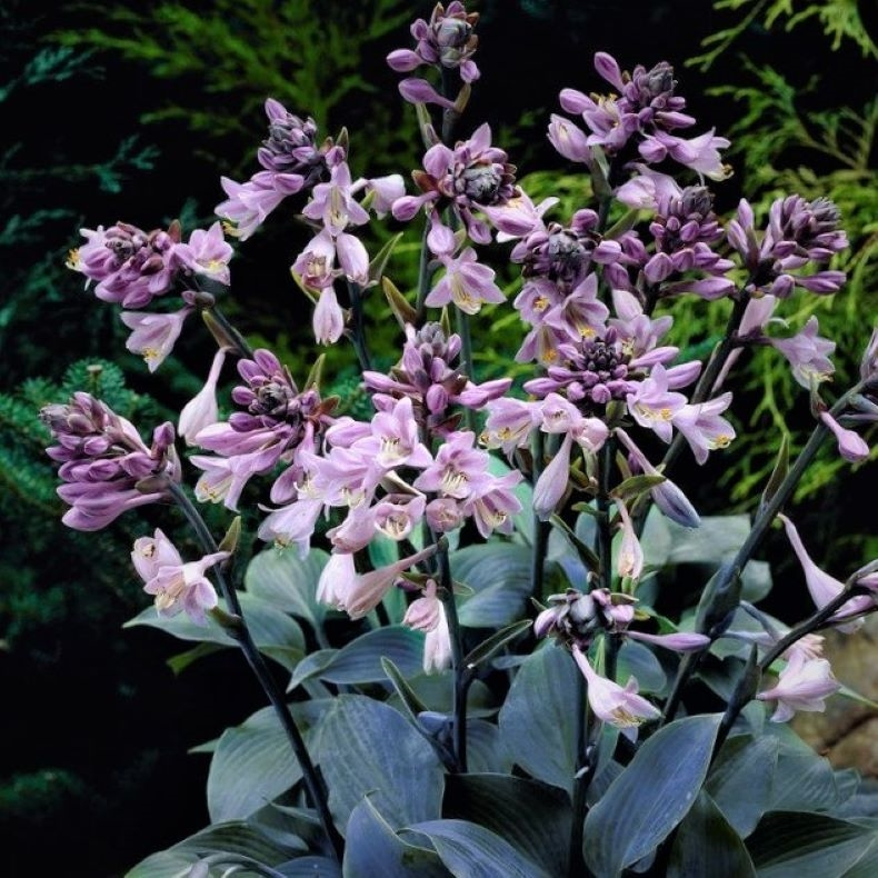 Funkia | Hosta tardiana Halcyon | Staudemarken | køb her