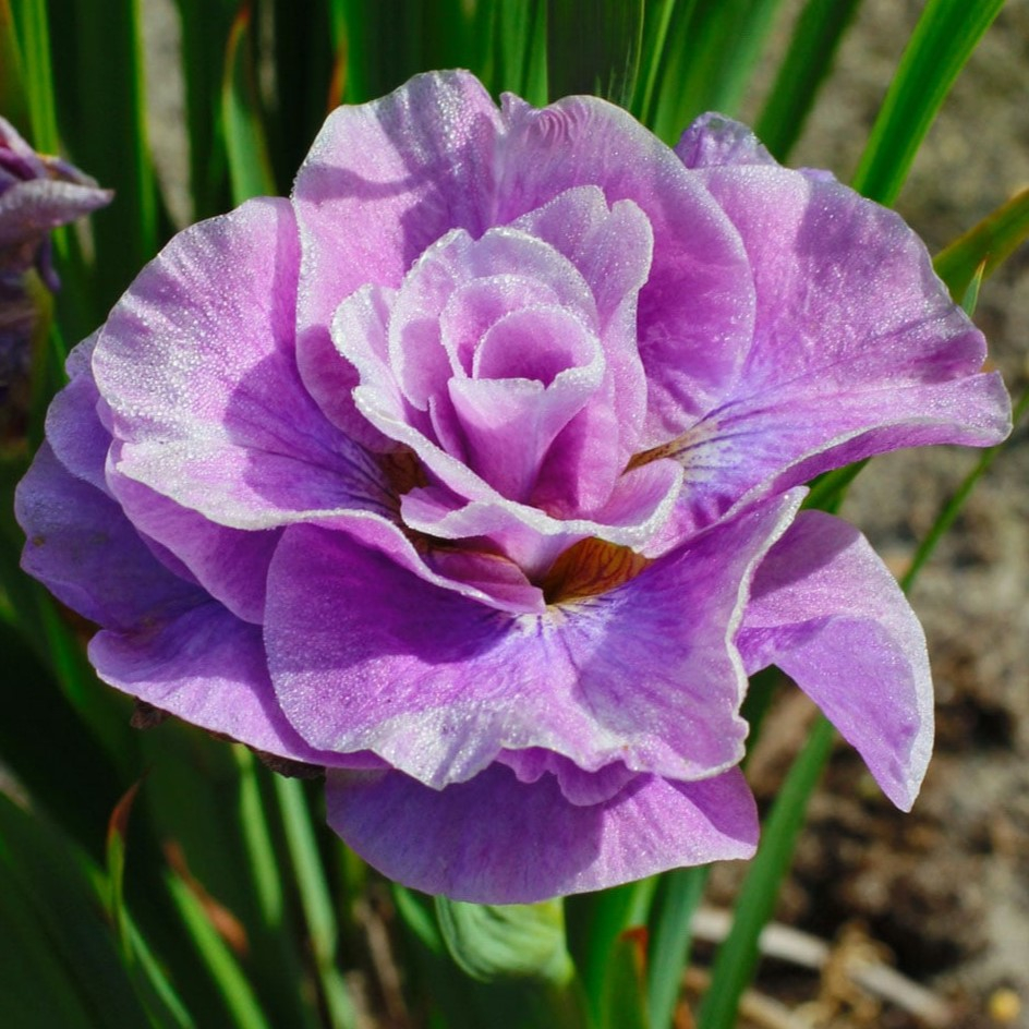 Sibirisk Iris | Iris sibirica Pink Parfait | køb her
