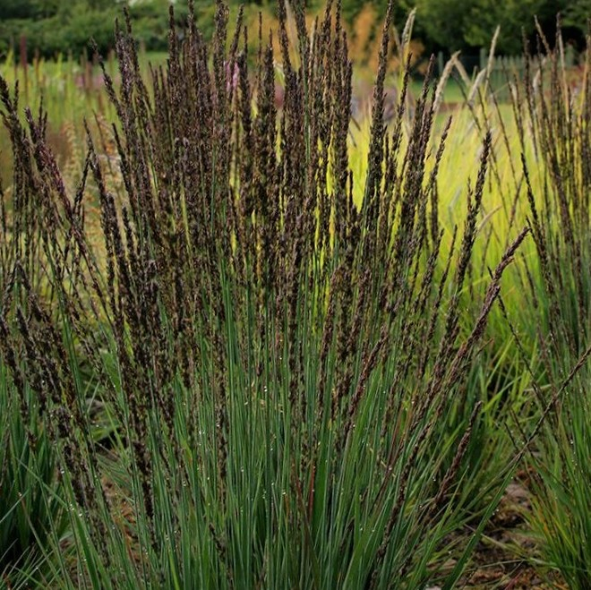 Dværgpibegræs | Molinia caerulea Moorhexe | Staudemarken