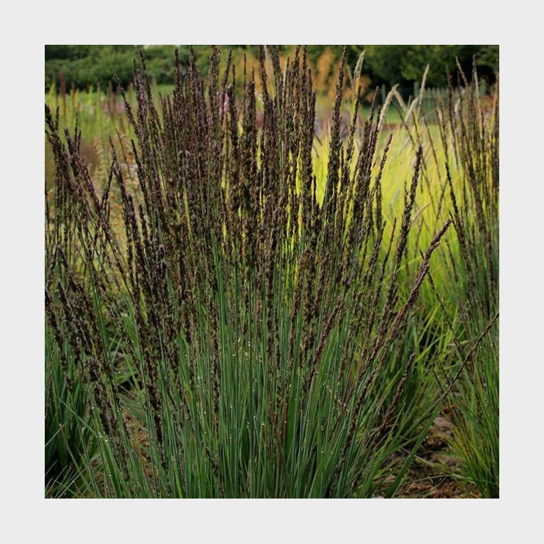 Dværgpibegræs | Molinia caerulea Moorhexe | Staudemarken