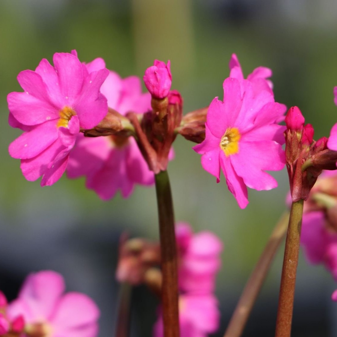 Rosenprimula | Primula rosea Grandiflora | køb