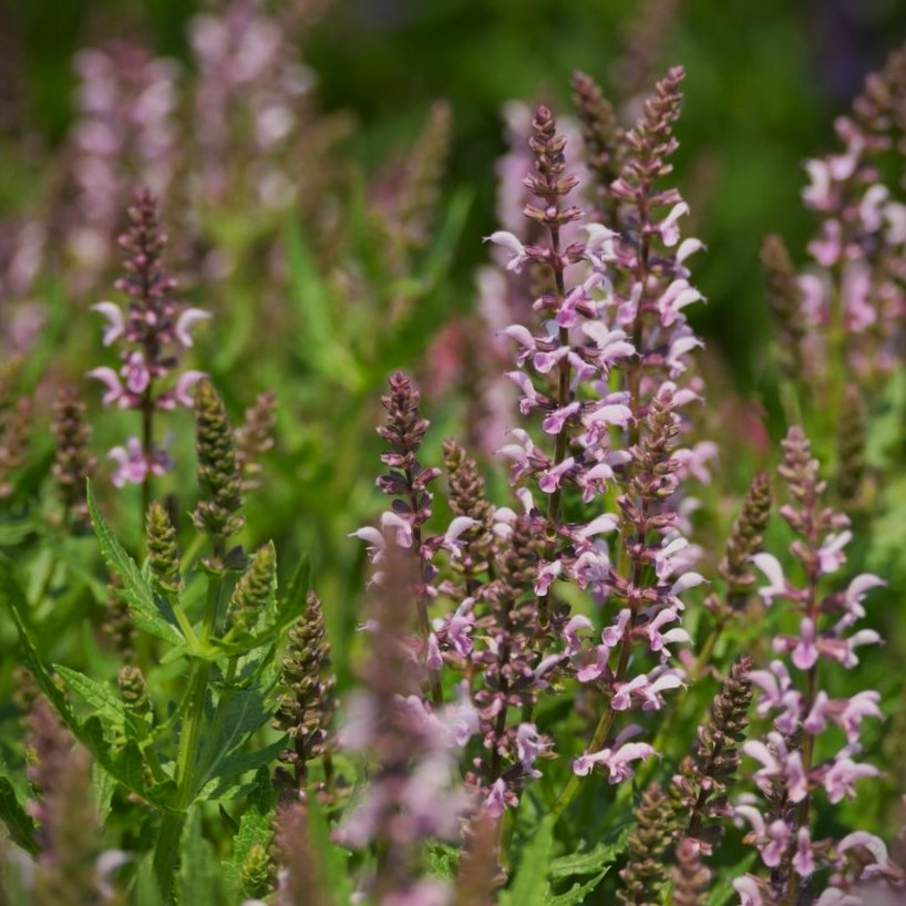Staudesalvie | Salvia nemorosa Feathers Flamingo | Klik her