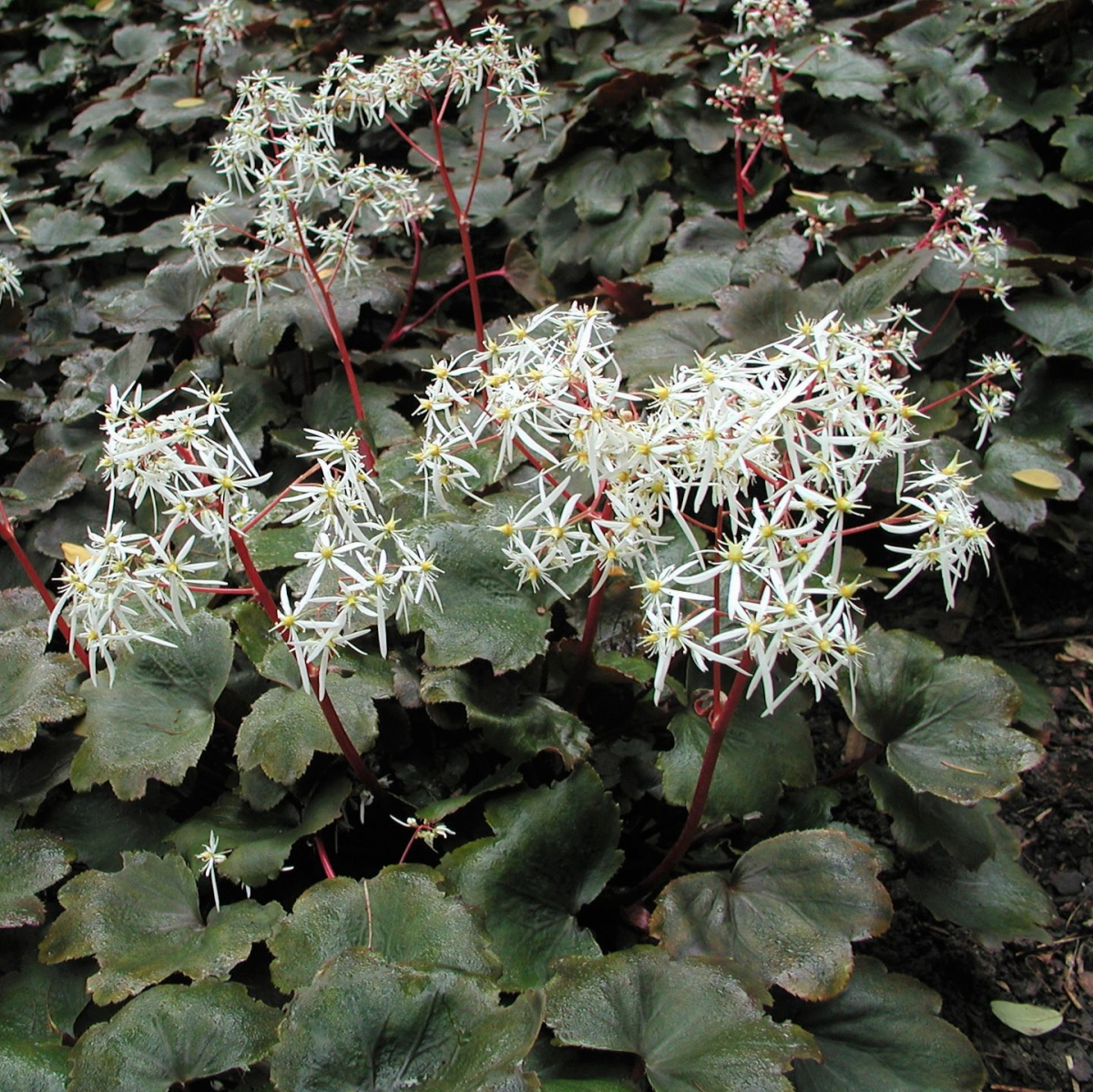 Høststenbræk | Saxifraga cortusifolia var. fortunei | køb nu