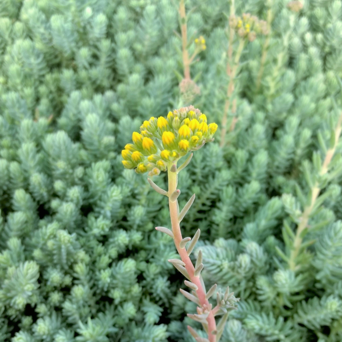 Stenurt | Sedum reflexum Blue Spruce | stenbedsplanter | køb