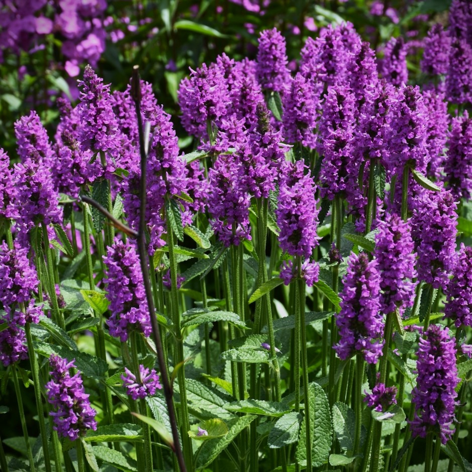 Betonie | Stachys monieri Hummelo | Staudemarken | køb