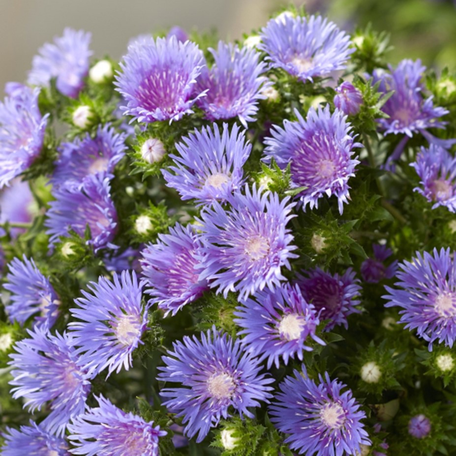 Stokesia | Stokesia laevis Mels Blue | Staudemarken