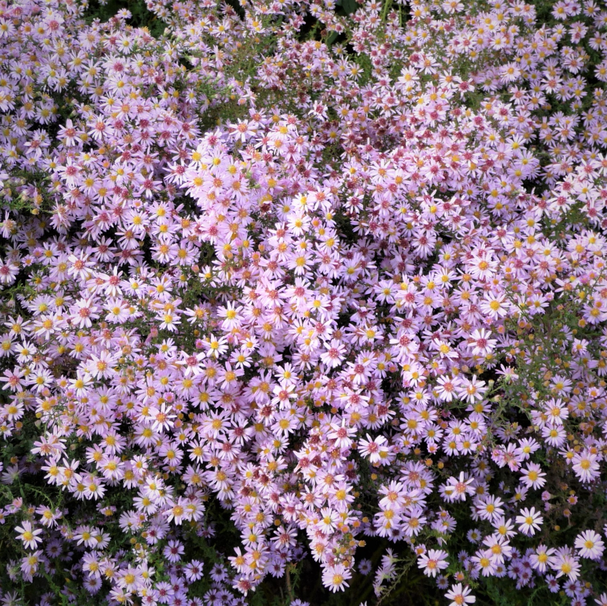 Lyngasters | Aster ericoides Pink Cloud | Staudemarken | køb