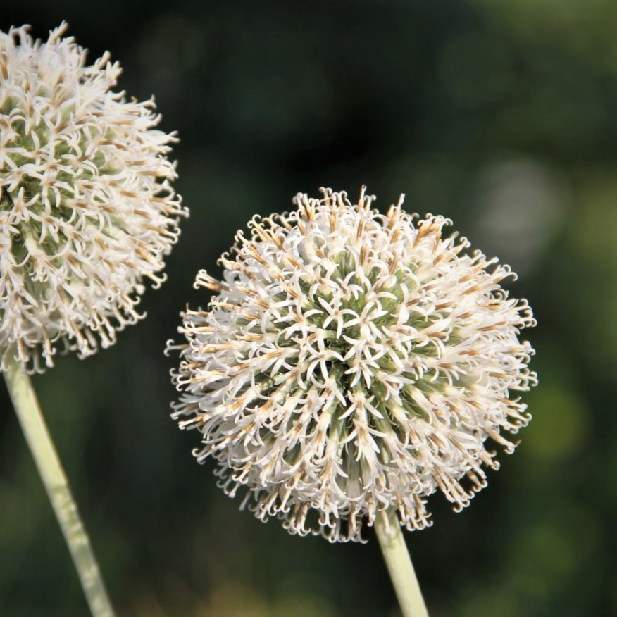 Kugletidsel | Echinops ritro Arctic Glow | køb her