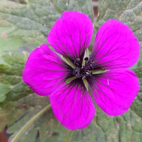 Storkenæb | Geranium Sandrine | bunddække | køb her