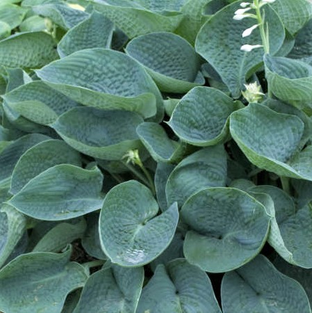 Hosta Drinking Gourd | stauder til skygge | Staudemarken