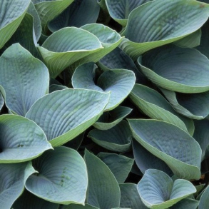 Hosta - Staudemarken
