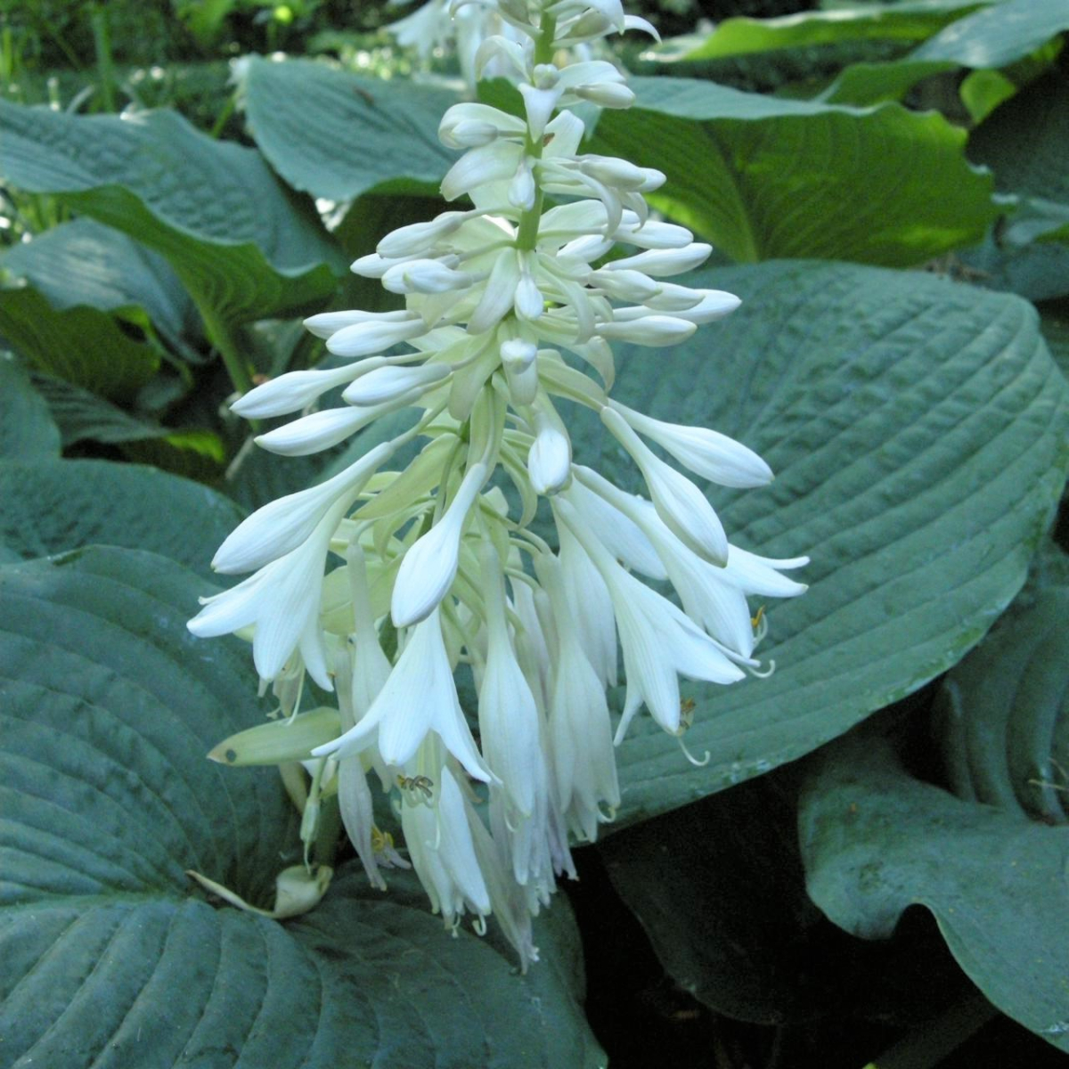 Funkia | Hosta sieboldiana Elegans | Staudemarken | køb her