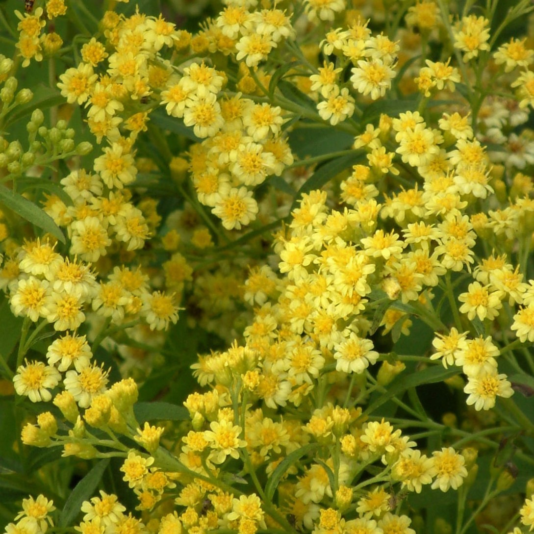 Gyldenrisasters | Solidaster luteus Lemore | Staudemarken