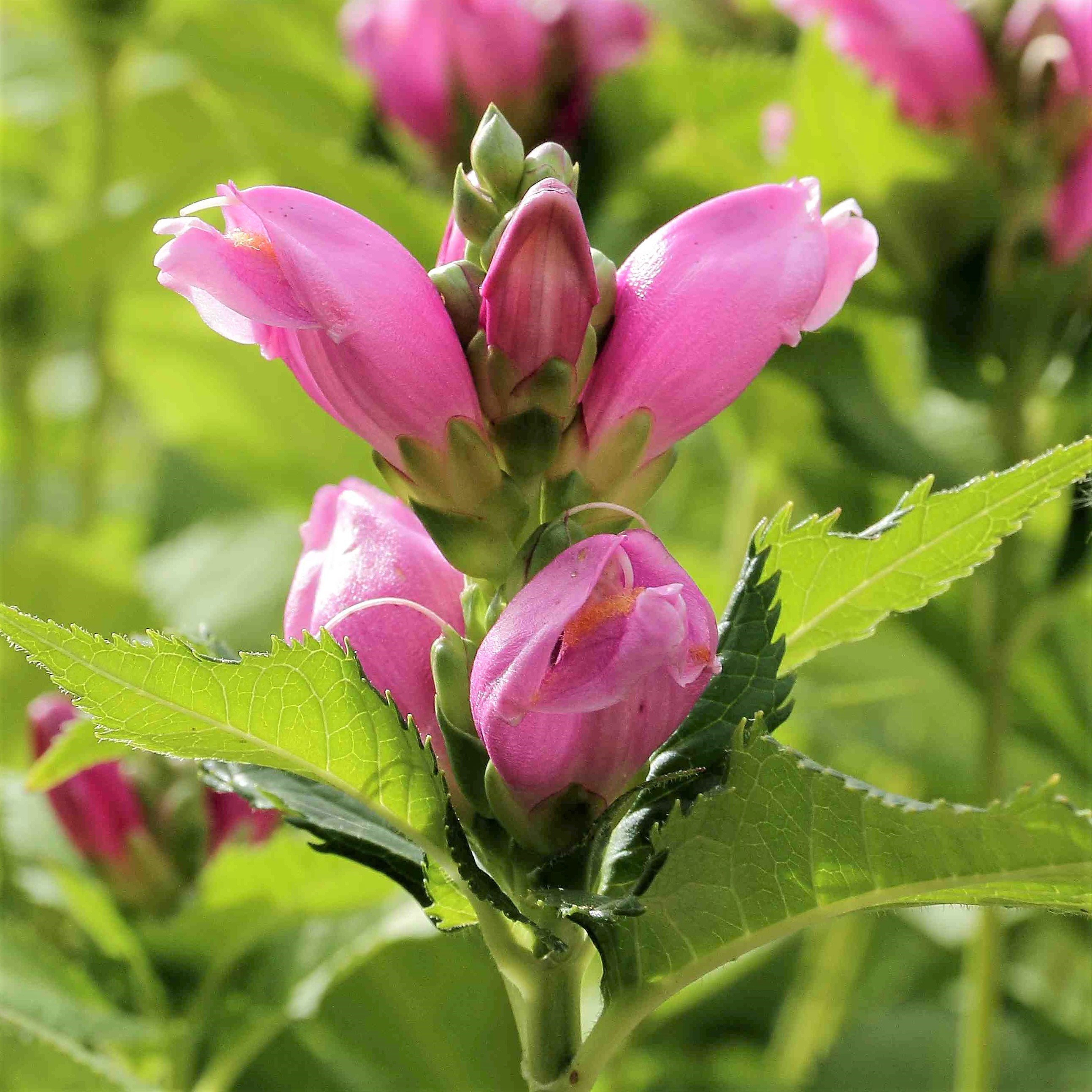 Duehoved | Chelone lyonii Pink Temptation | køb her