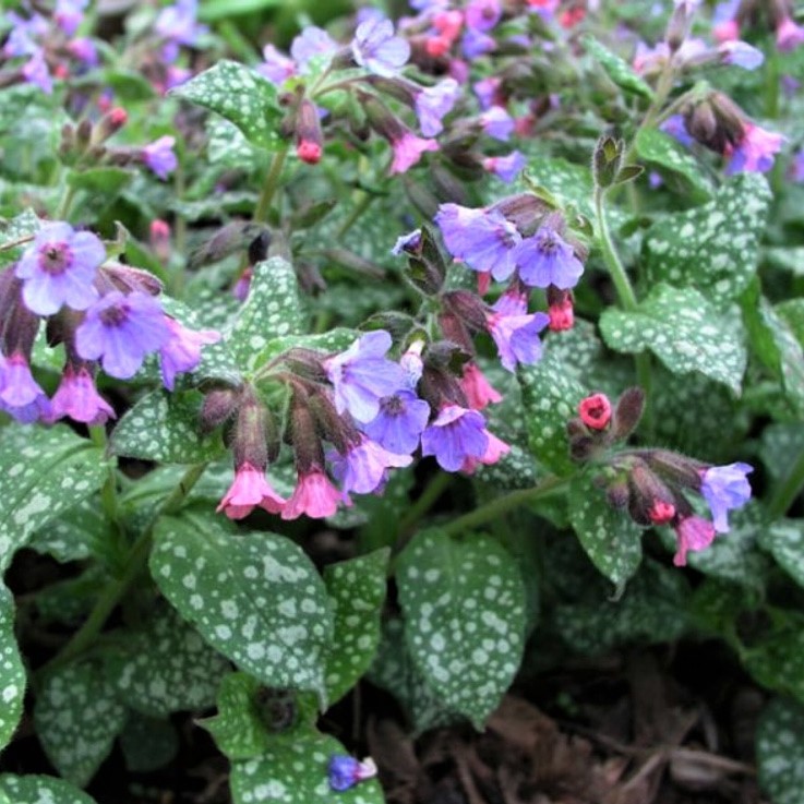 Plettet Lungeurt | Pulmonaria longifolia Roy Davidson | køb