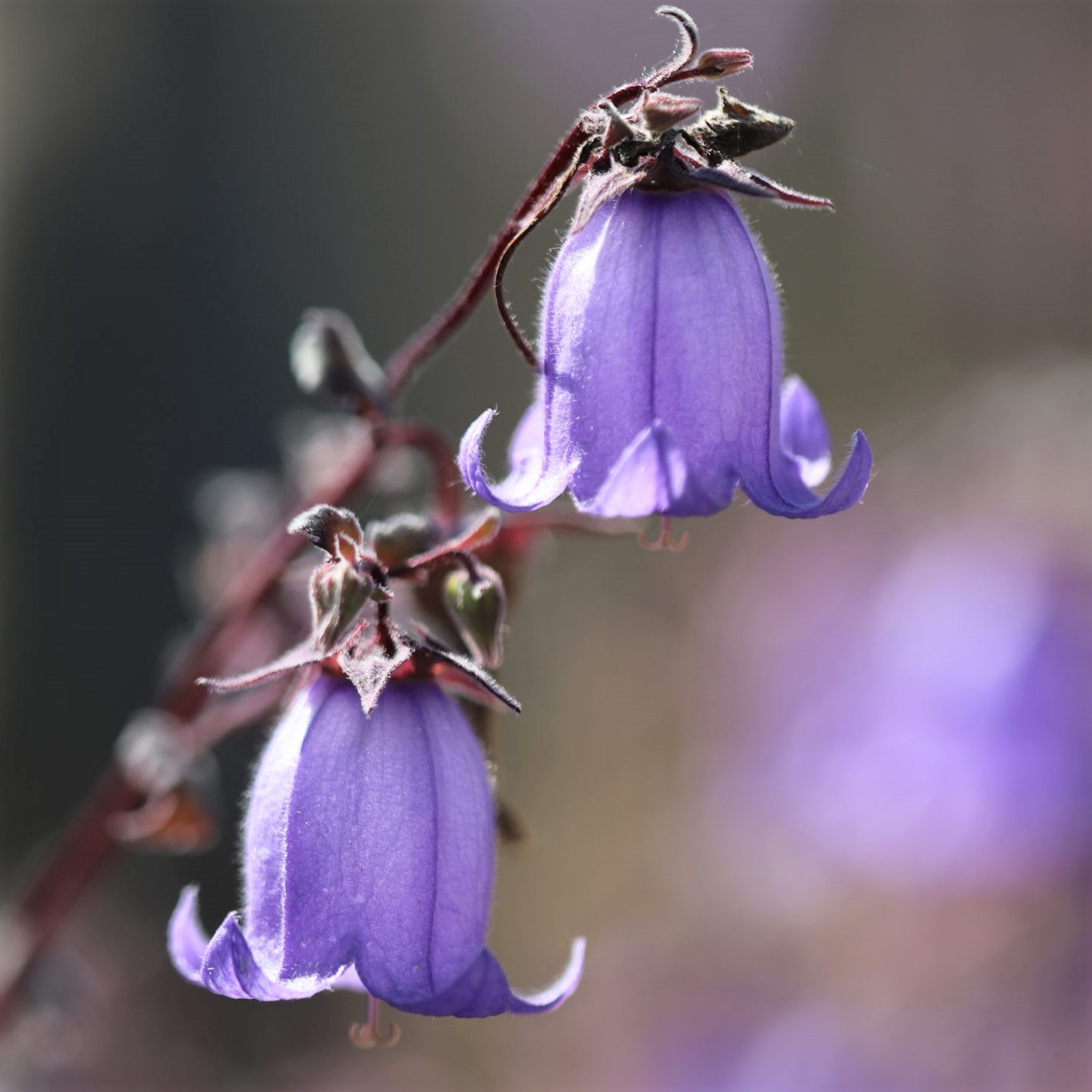 Klokkeblomst | Symphyandra zanzegura | Staudemarken | Køb